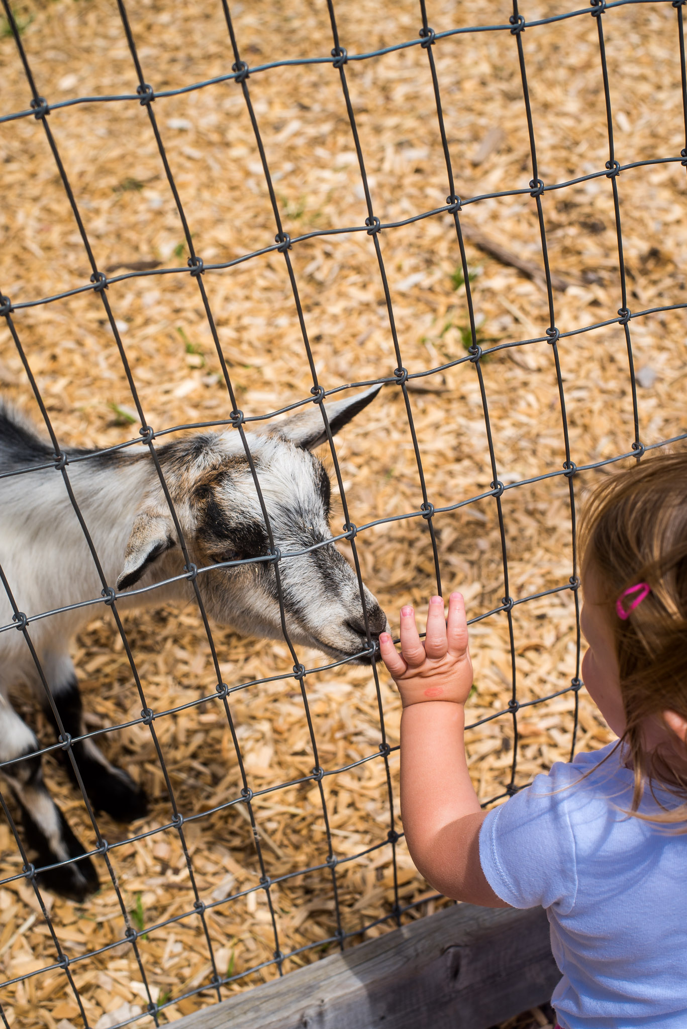 Contact Us | Springridge Farm