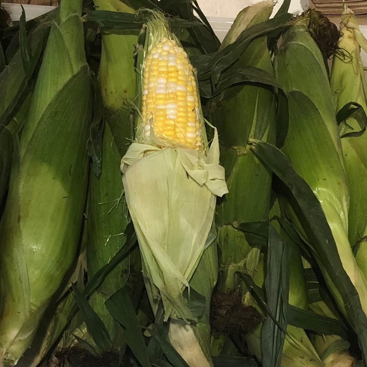 Fun Farm Yard | Springridge Farm