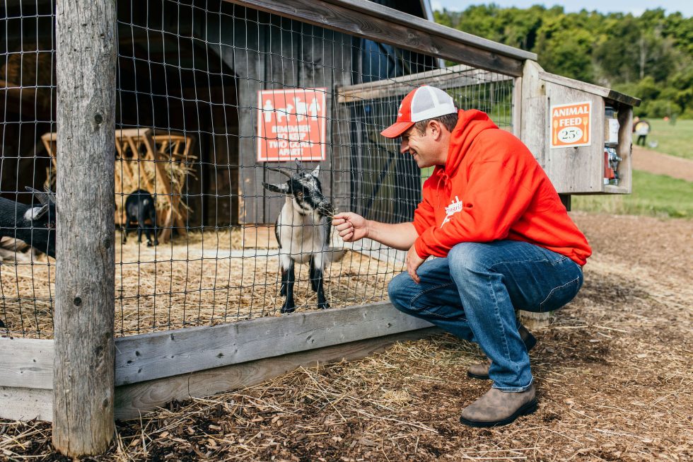 Fun Farmyard - Springridge Farm