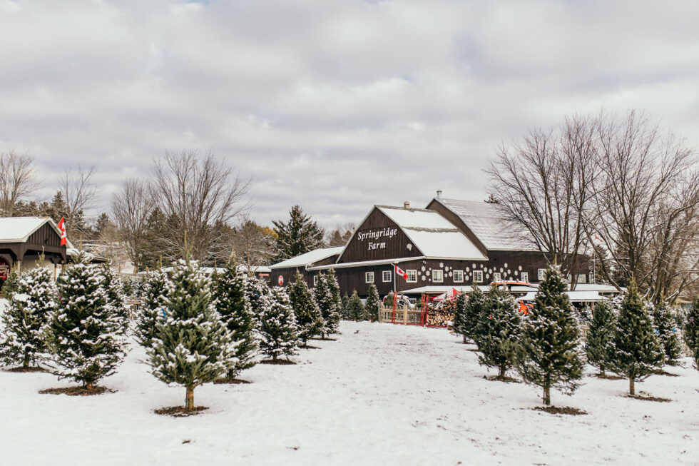 Home - Springridge Farm